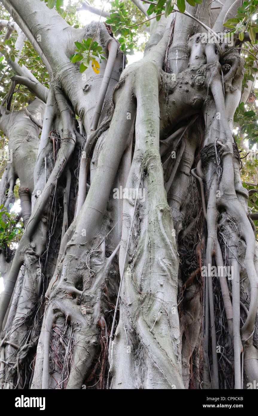 Bearded Fig Tree Stock Photos & Bearded Fig Tree Stock Images - Alamy