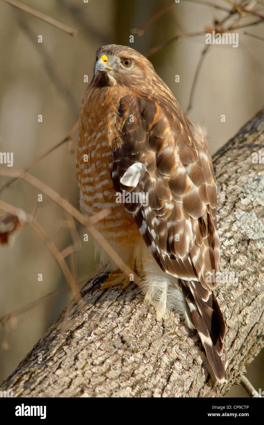 Red-shouldered hawk on a tree limb Stock Photo - Alamy