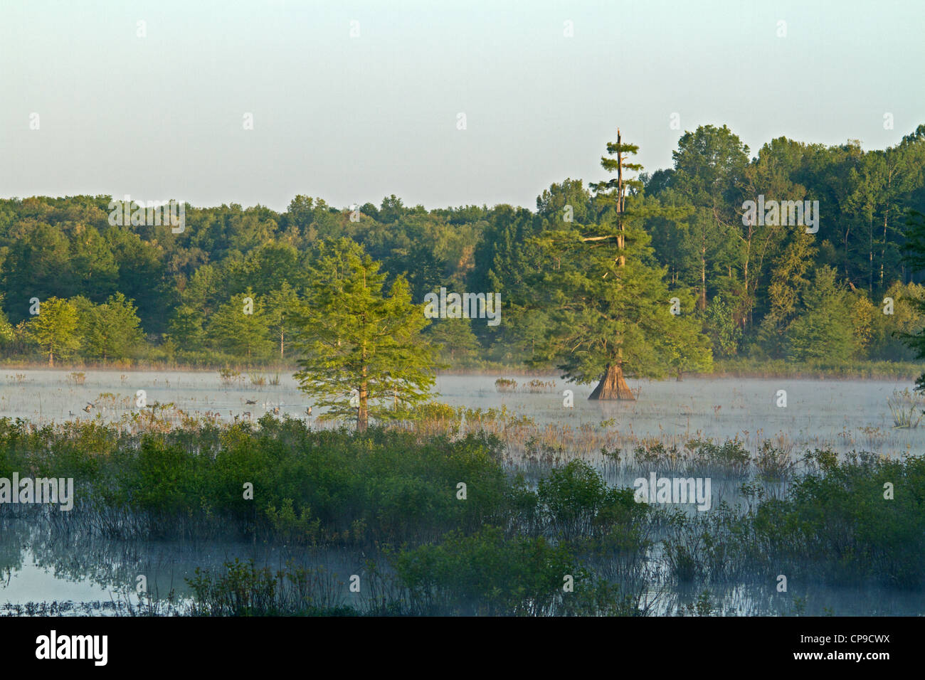 Mingo swamp hi-res stock photography and images - Alamy