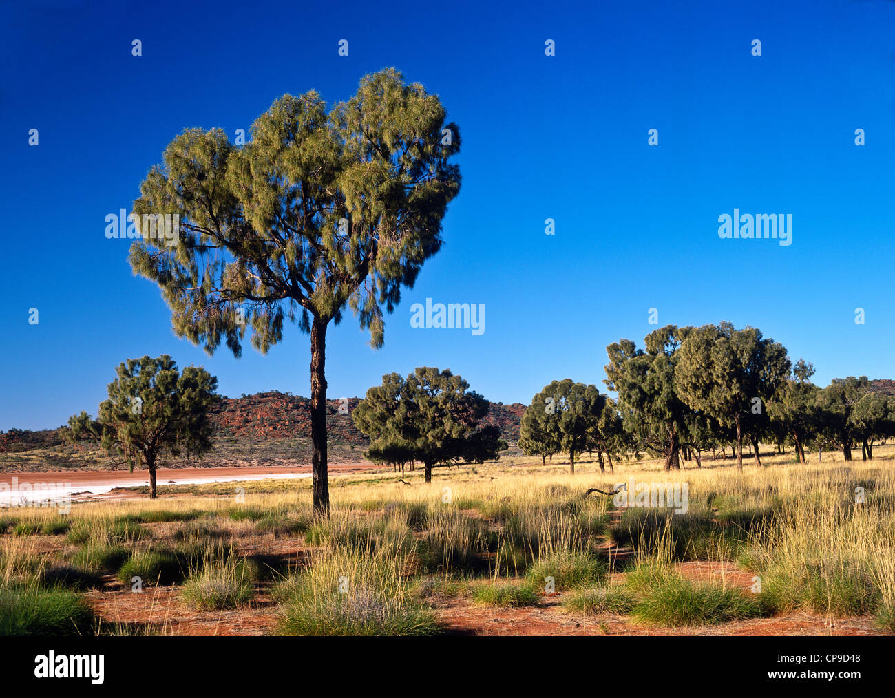 Desert Oaks, Mann Ranges, NW South Australia Stock Photo - Alamy