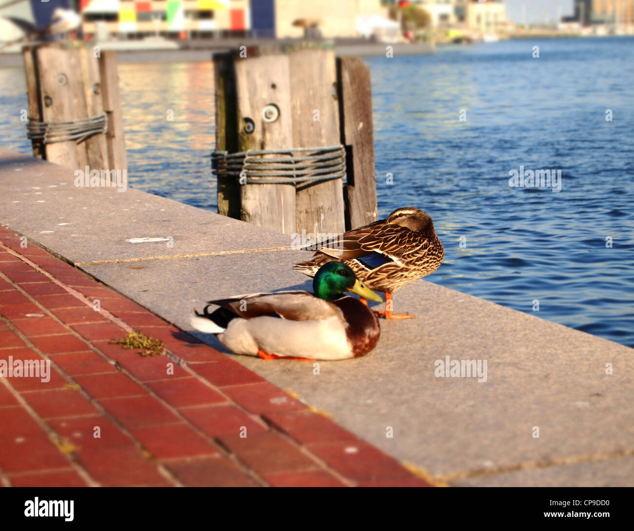 A male and female pair of Mallard ducks hanging out together by the ...