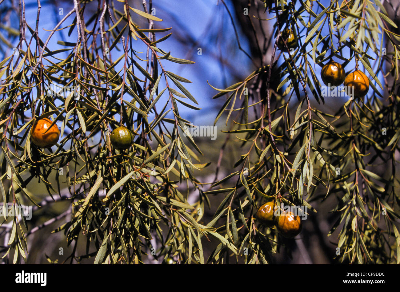 Australian quandong hi-res stock photography and images - Alamy