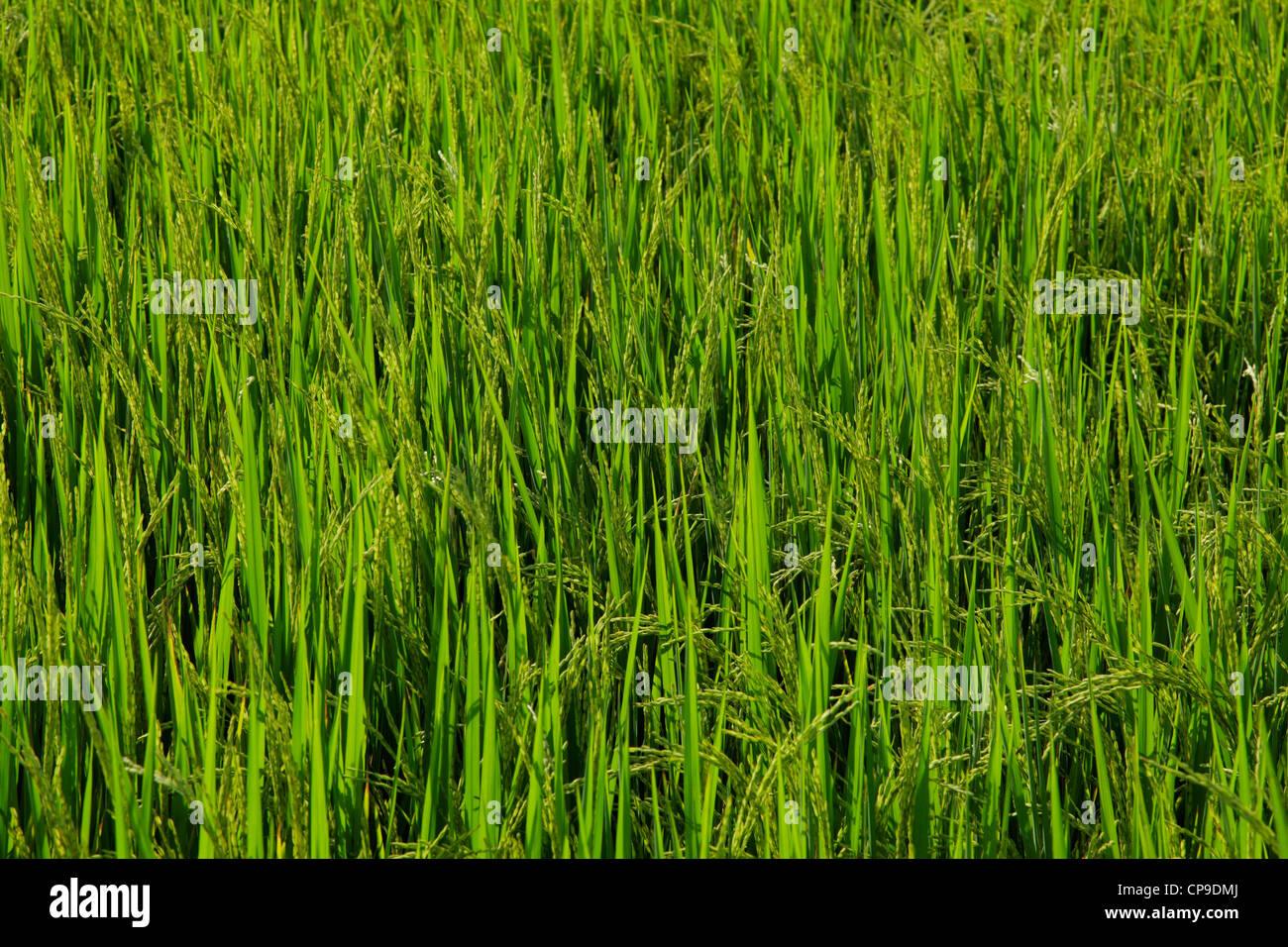 Closeup of rice paddy Stock Photo - Alamy