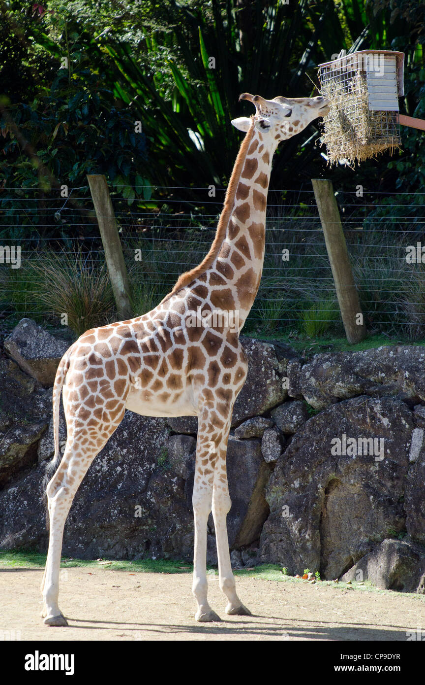 Giraffe Full Body Profile