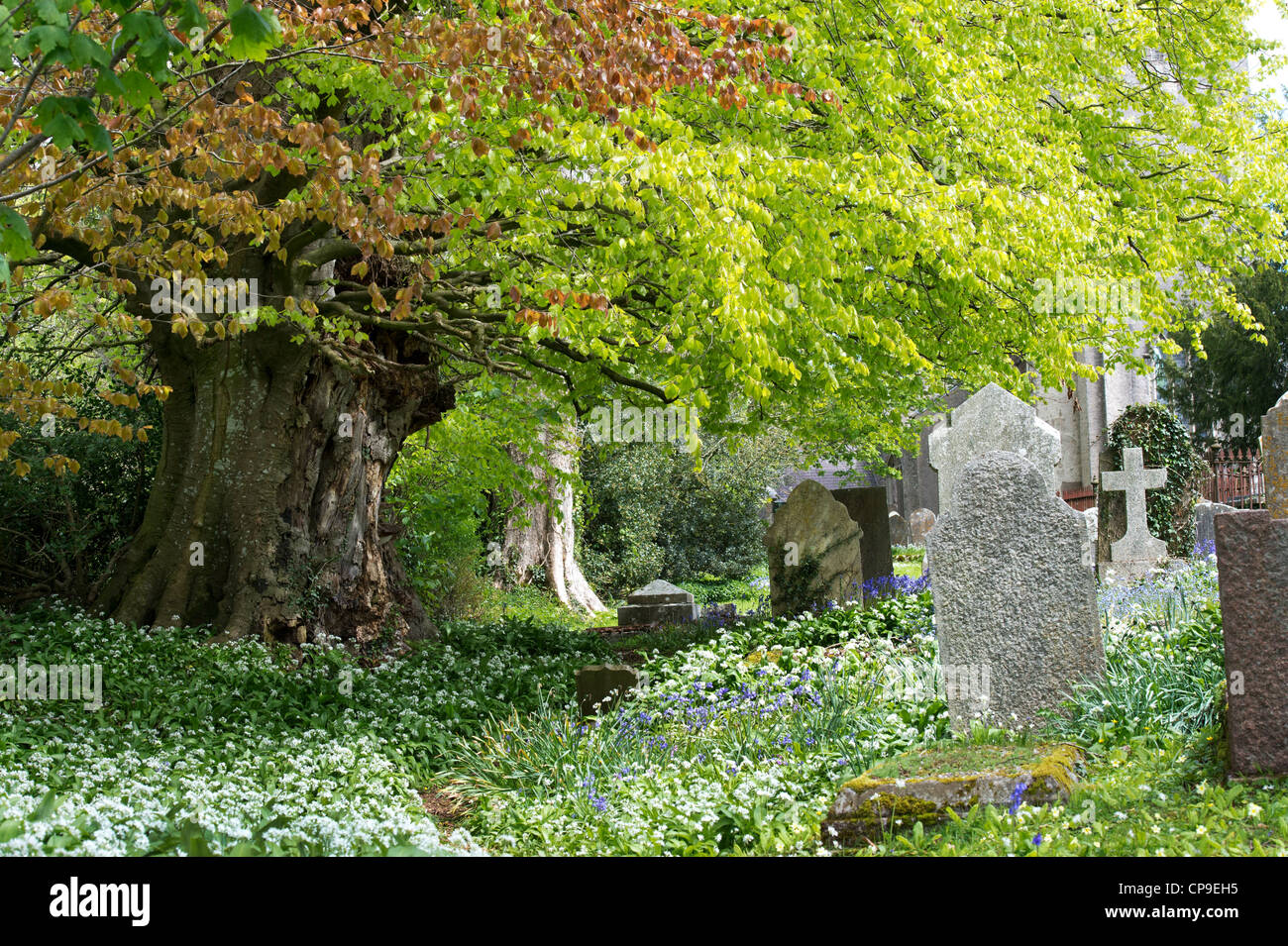Old Beech tree and Gravestones in Holy Trinity Churchyard ...