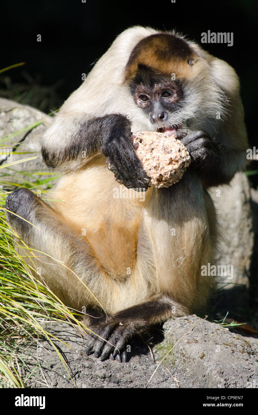 Young Spider Monkey High Resolution Stock Photography and Images - Alamy