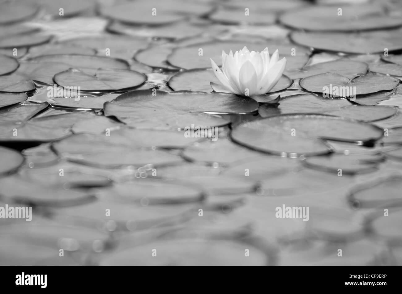 Lake water lily Black and White Stock Photos & Images - Alamy
