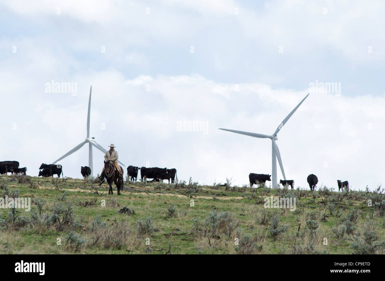 Cowboy with cows hi-res stock photography and images - Alamy