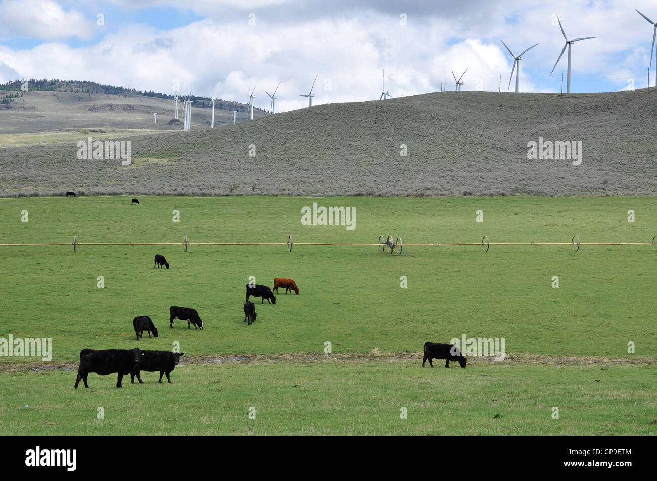 Cows grazing near the Elkhorn Valley Wind Farm in Union County, Oregon ...