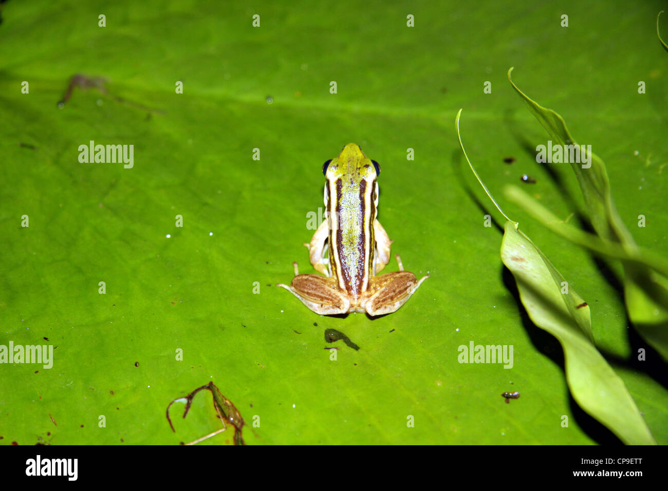 Small green frog hi-res stock photography and images - Alamy