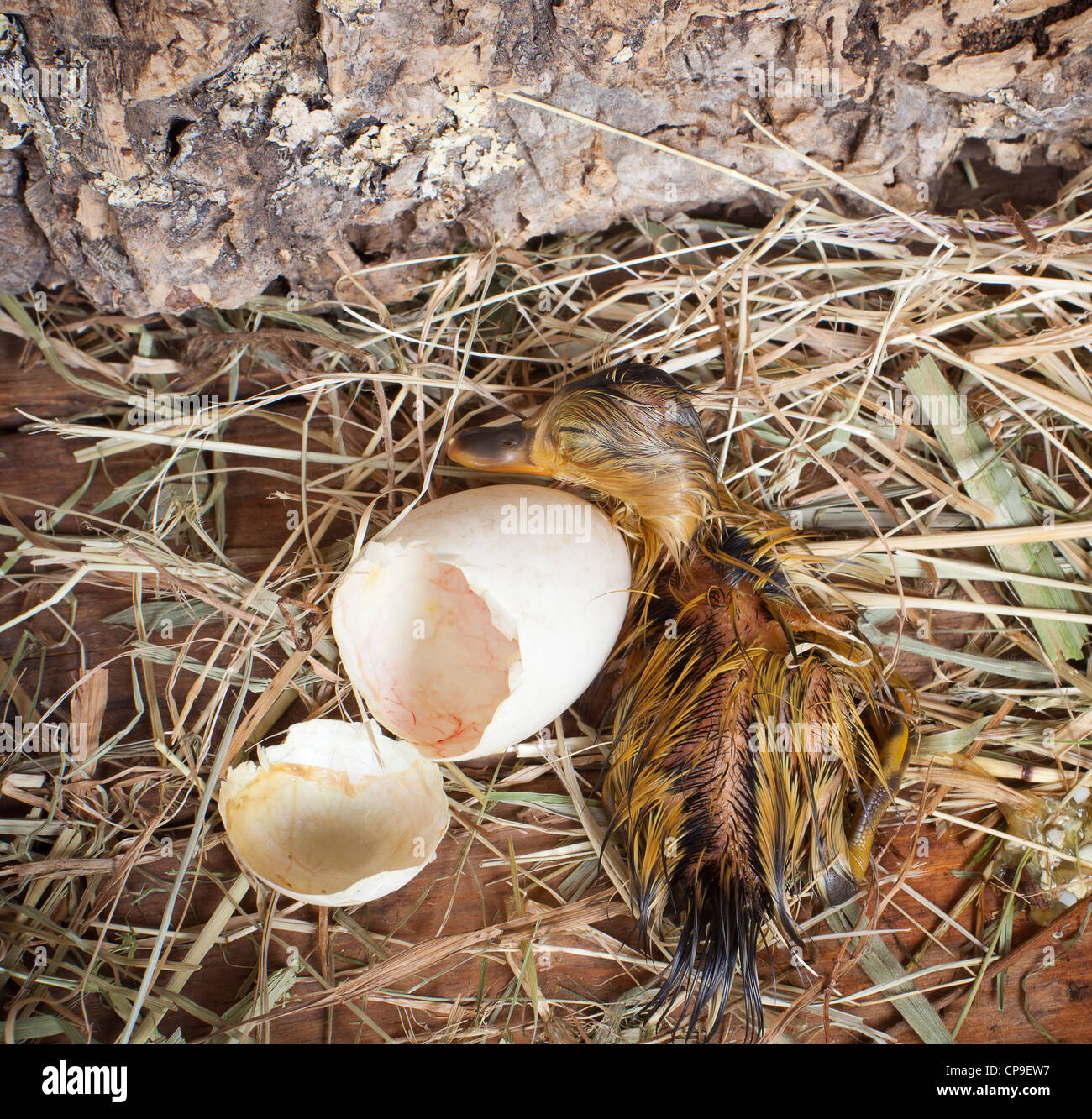 Yellow duckling hatching from its white egg Stock Photo - Alamy
