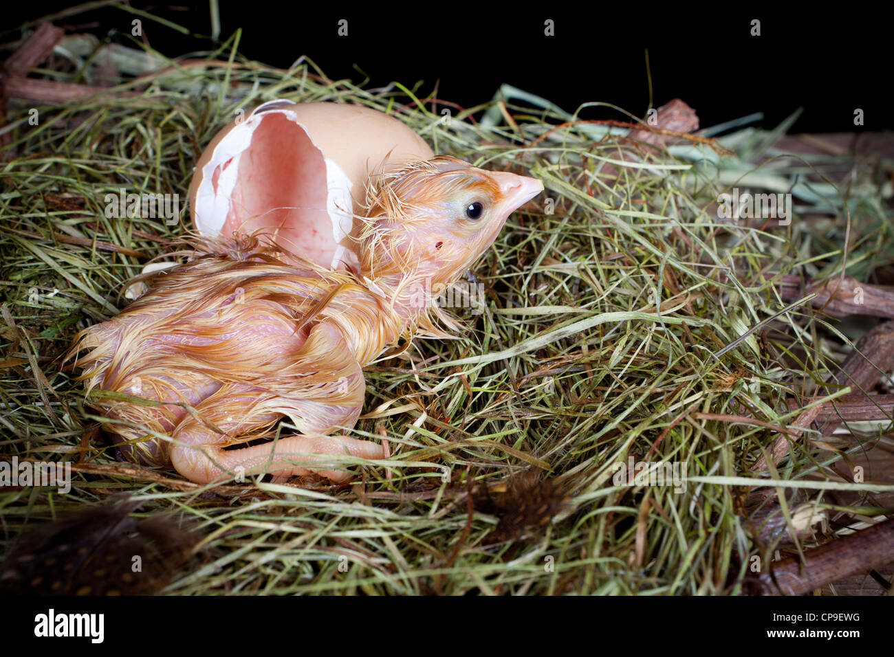 Little wet baby chicken hatched out of a brown egg Stock Photo - Alamy