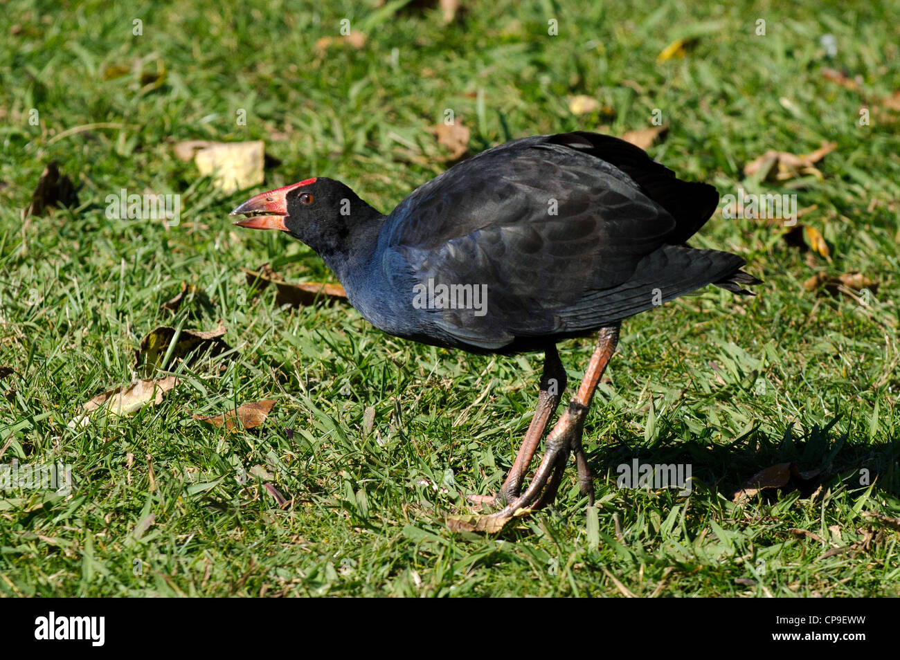 Pukeko Native New Zealand Bird High Resolution Stock Photography and ...