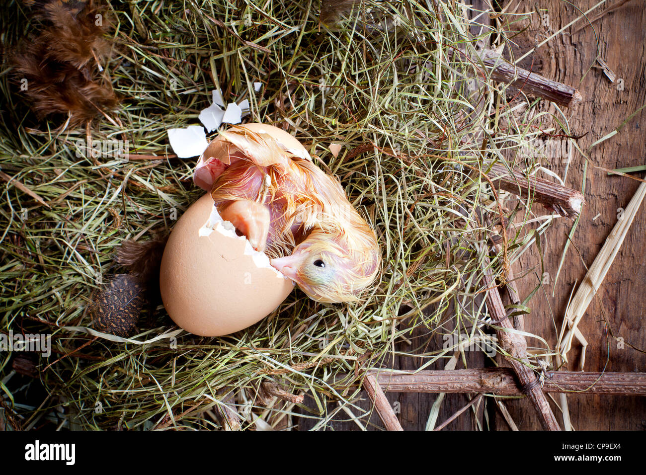 Chick hatching egg hi-res stock photography and images - Alamy Chick hatching egg hi-res stock photography and images - Alamy