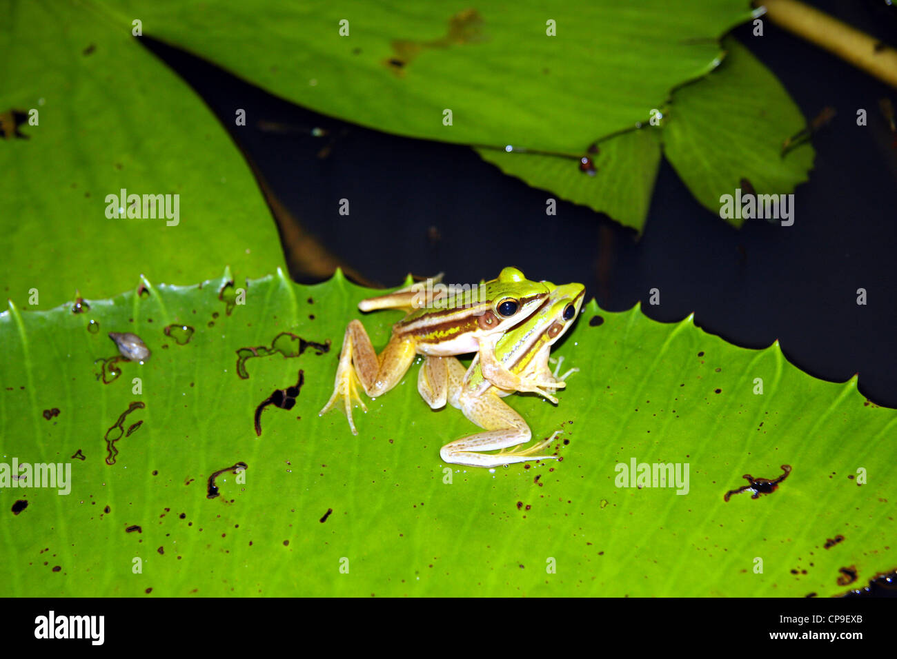 Small striped green frogs on lily pond in Chiang Mai, Thailand Stock ...