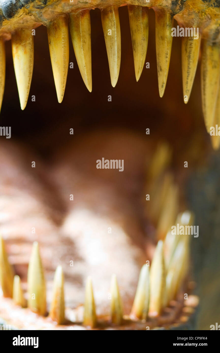 Tyrannosaurus rex Teeth on display Stock Photo - Alamy