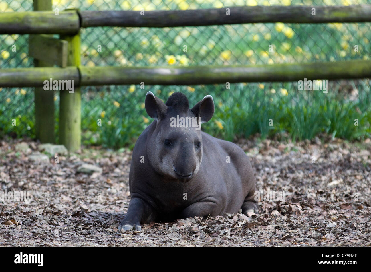 Tapirus terrestris in captivity Brazilian Tapir Stock Photo - Alamy