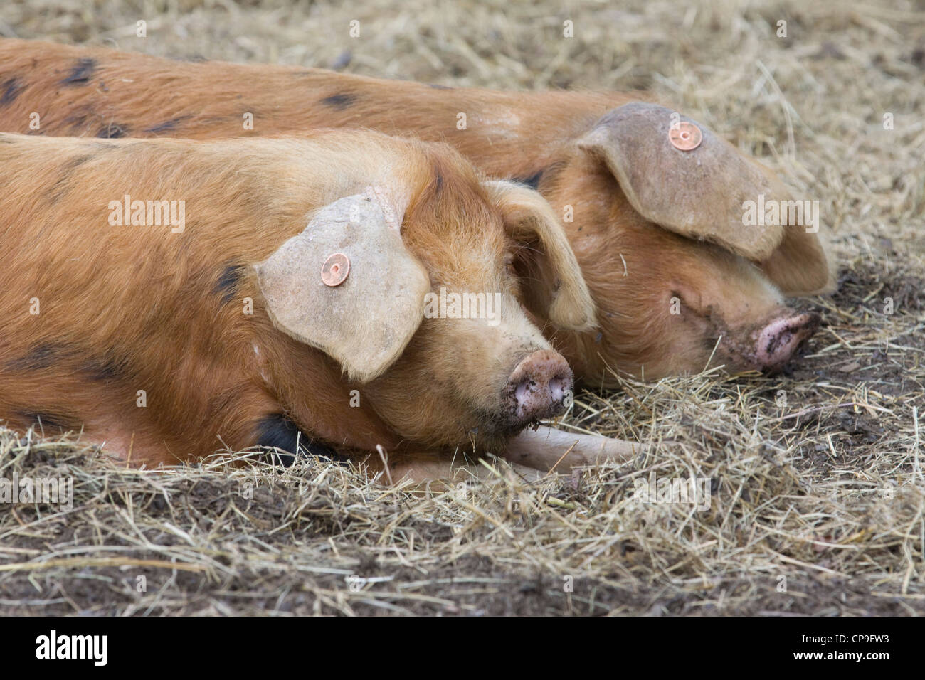 Oxford Sandy & Black Pig Rare Breed Pig Sus Stock Photo - Alamy