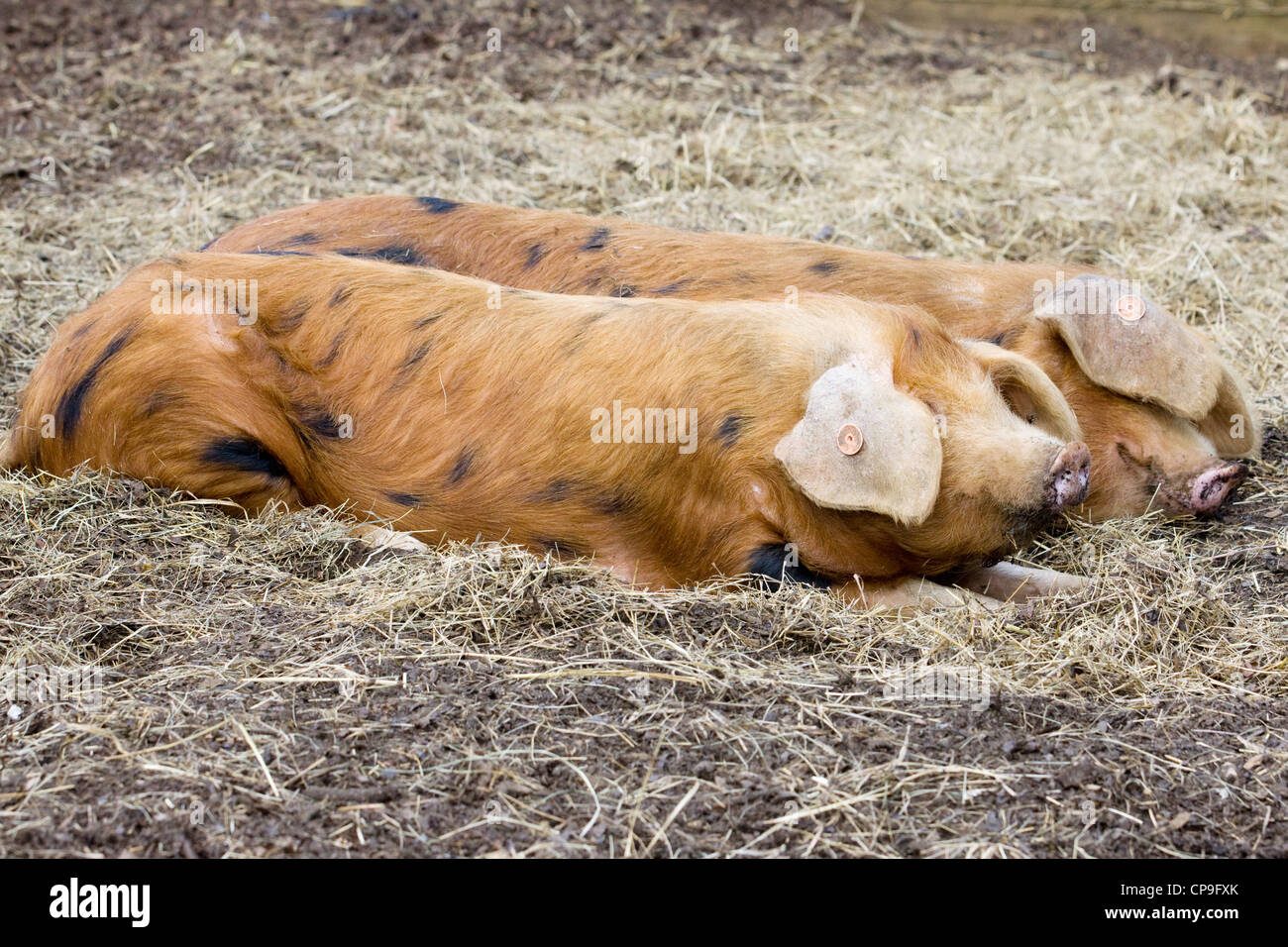 Oxford Sandy & Black Pig Rare Breed Pig Sus Stock Photo - Alamy