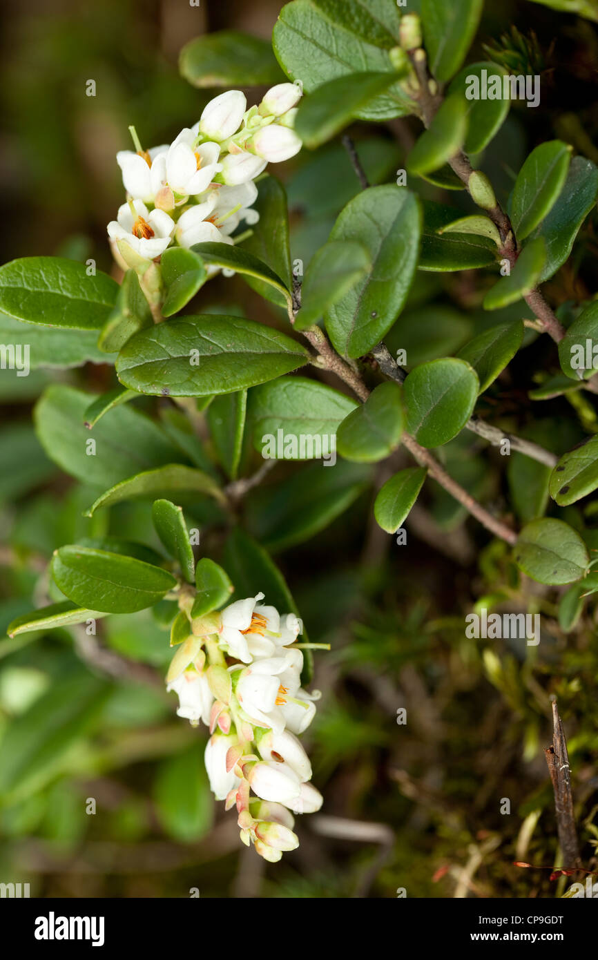 little plant cowberry with white flower Stock Photo - Alamy