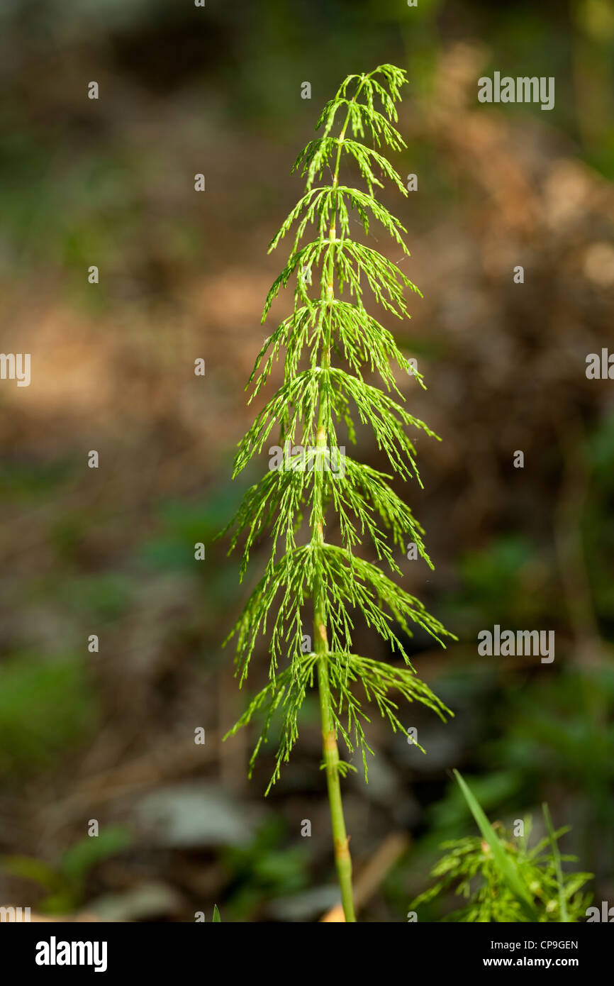 Equisetum horsetail plant hi-res stock photography and images - Alamy