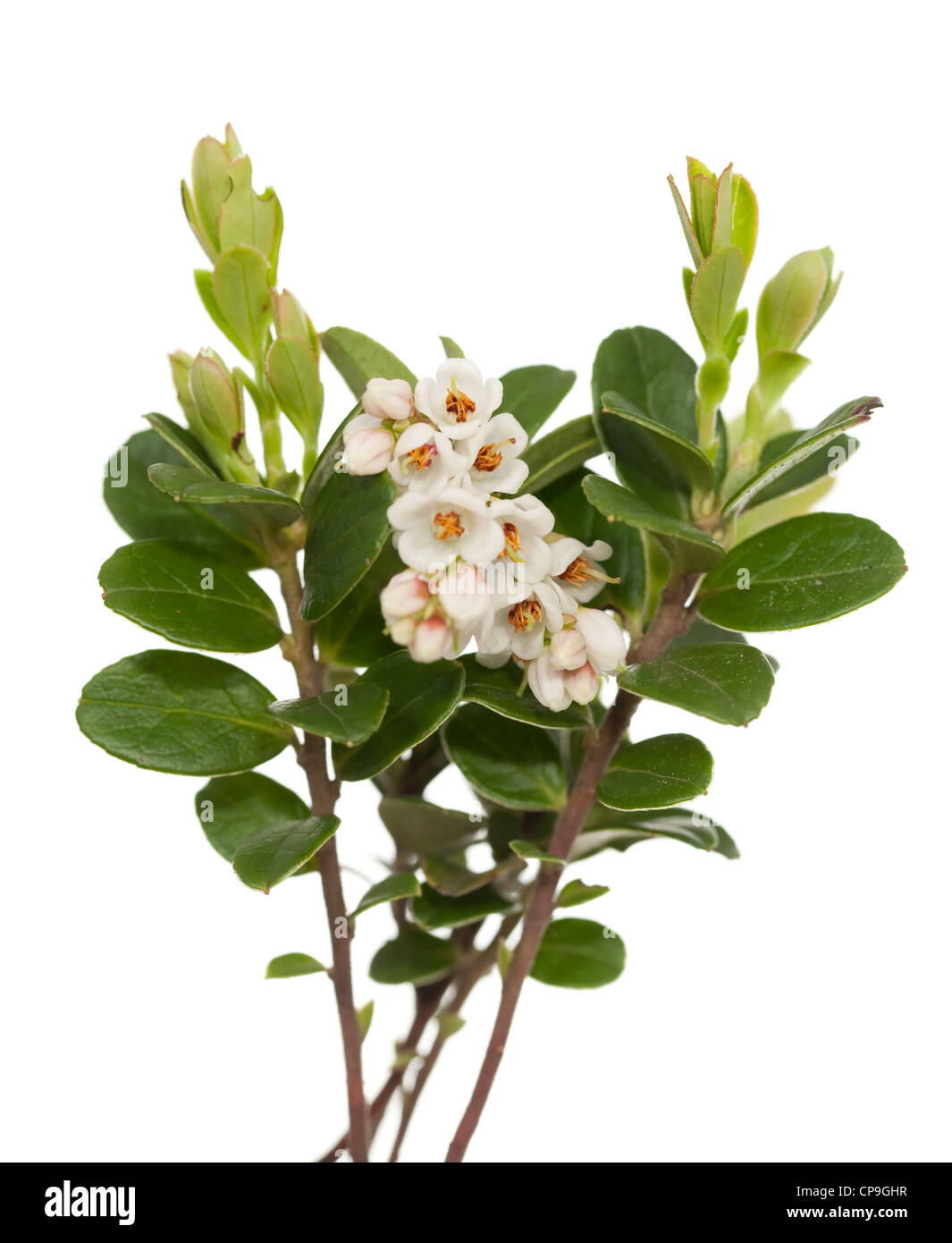 plant cowberry with white flower on white Stock Photo - Alamy