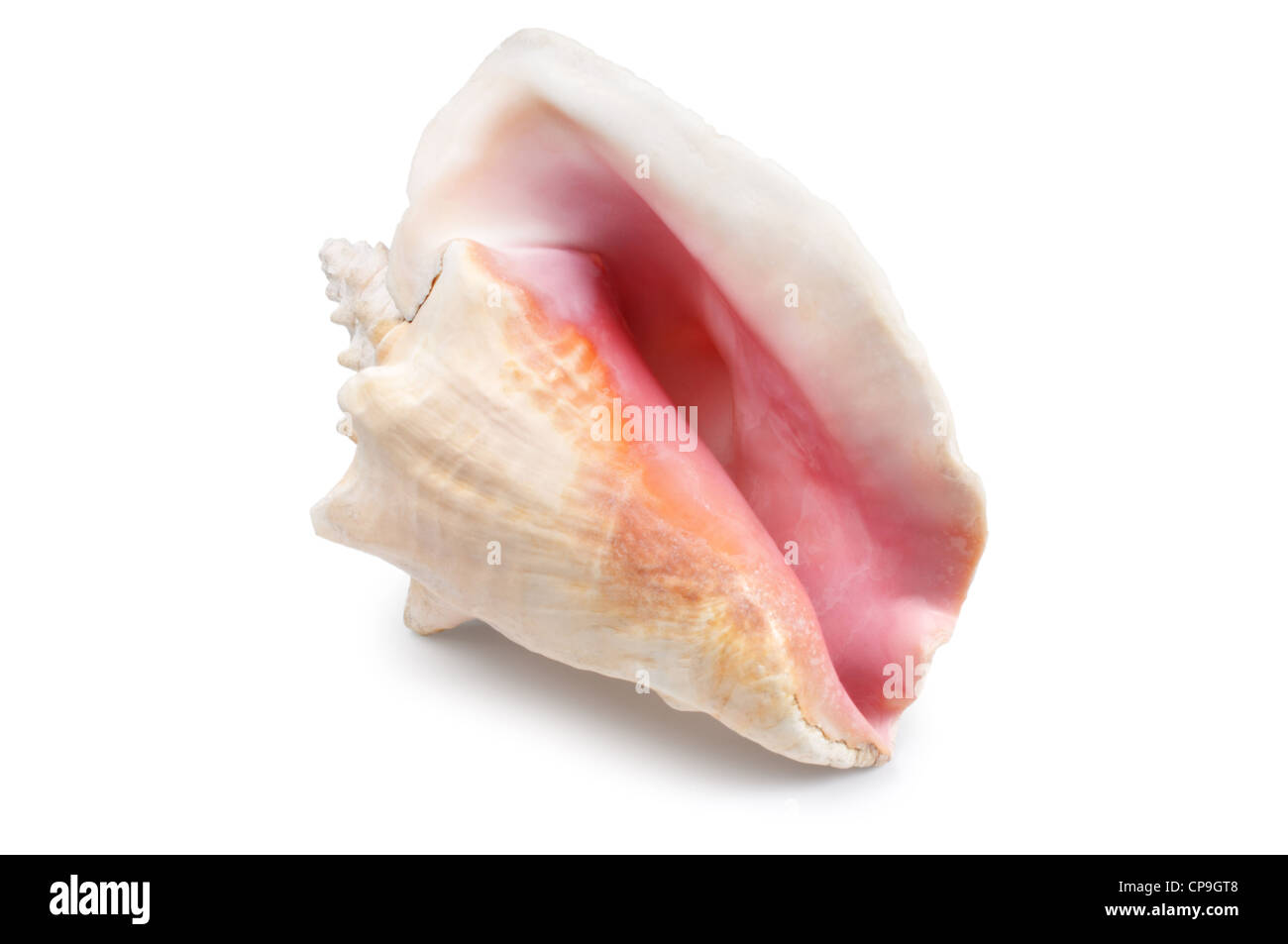 Ornate conch shell hi-res stock photography and images - Alamy