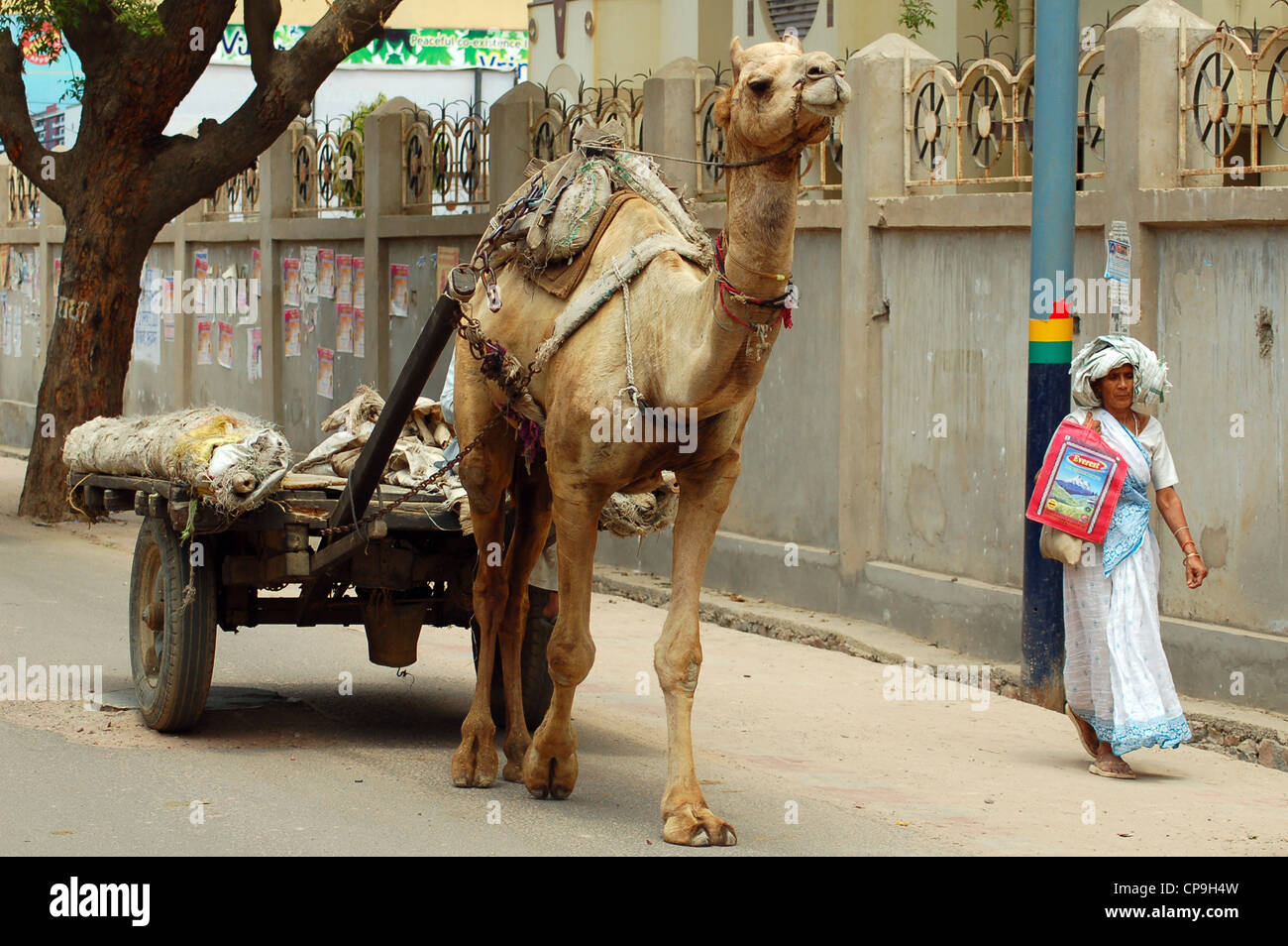 A cart drawn by a camel in India Stock Photo - Alamy