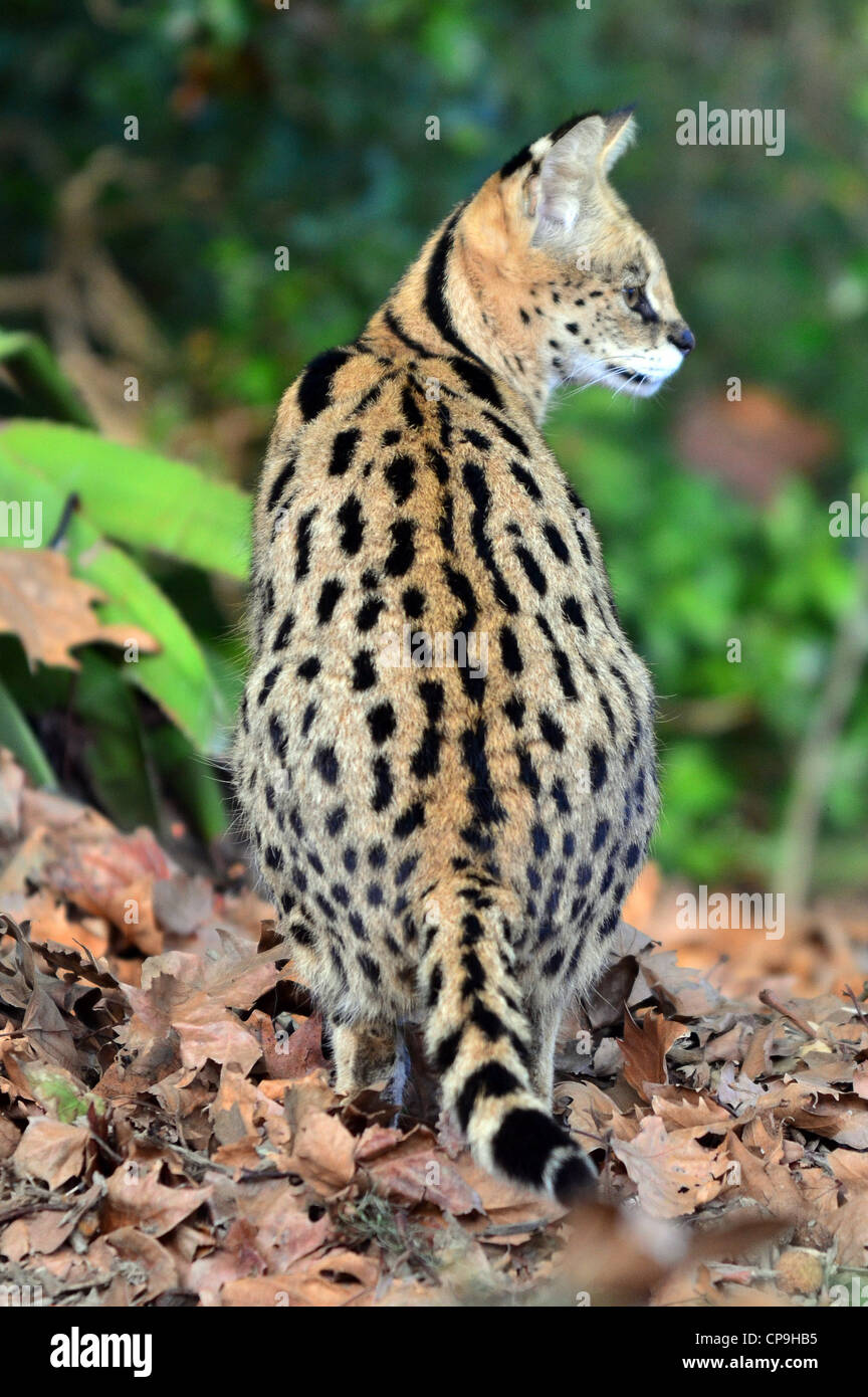 Serval Cat Whiskers High Resolution Stock Photography and Images - Alamy