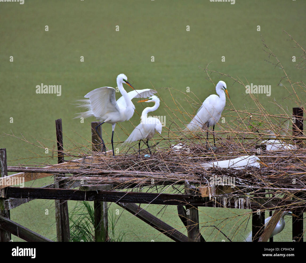 Great Egret pair at the rookery, Bird City, Jungle Gardens, Avery ...
