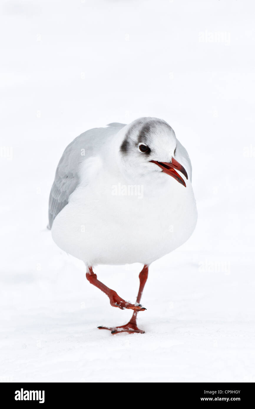 An adult winter plumage Black headed Gull walking on snow Stock Photo ...