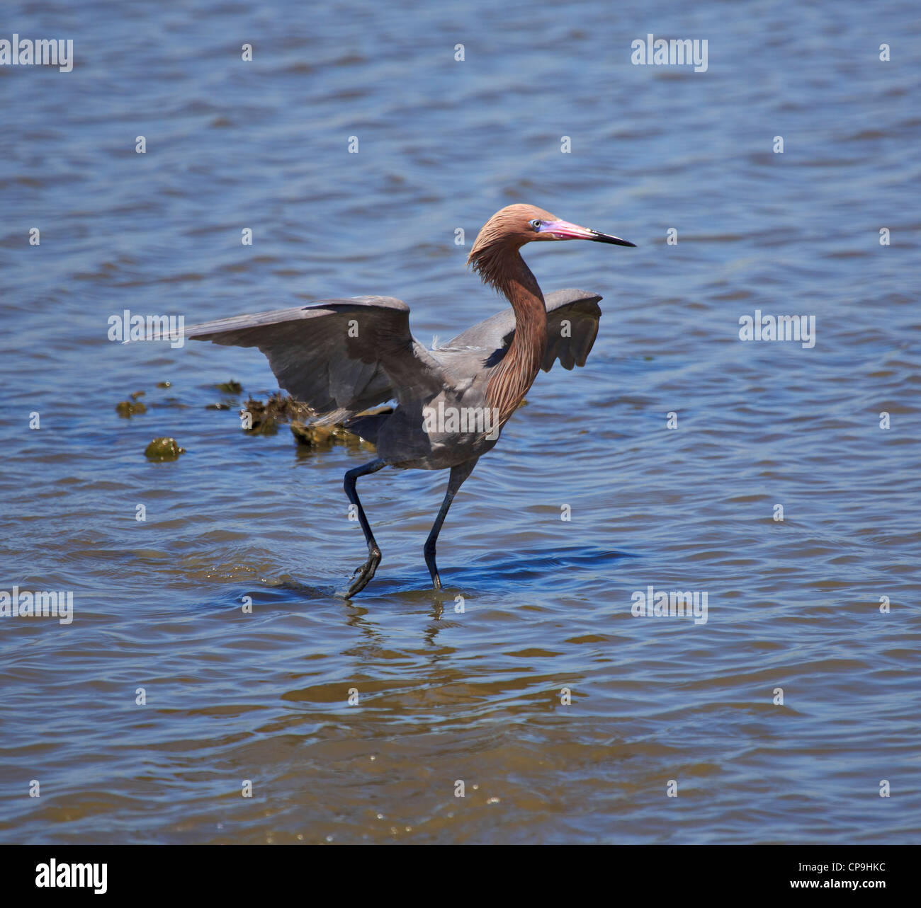 Reddish Egret, Egretta rufescens showing canopy feeding activity Stock ...