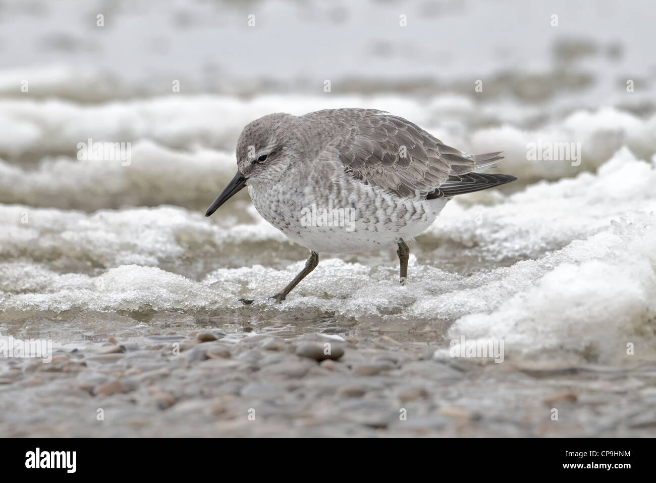 winter plumage Knot/ Red Knot walking on snow Stock Photo - Alamy
