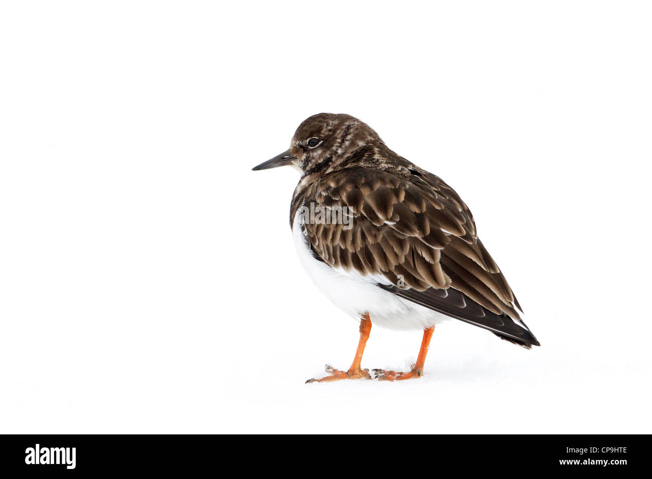 Turnstone - winter plumage Stock Photo - Alamy