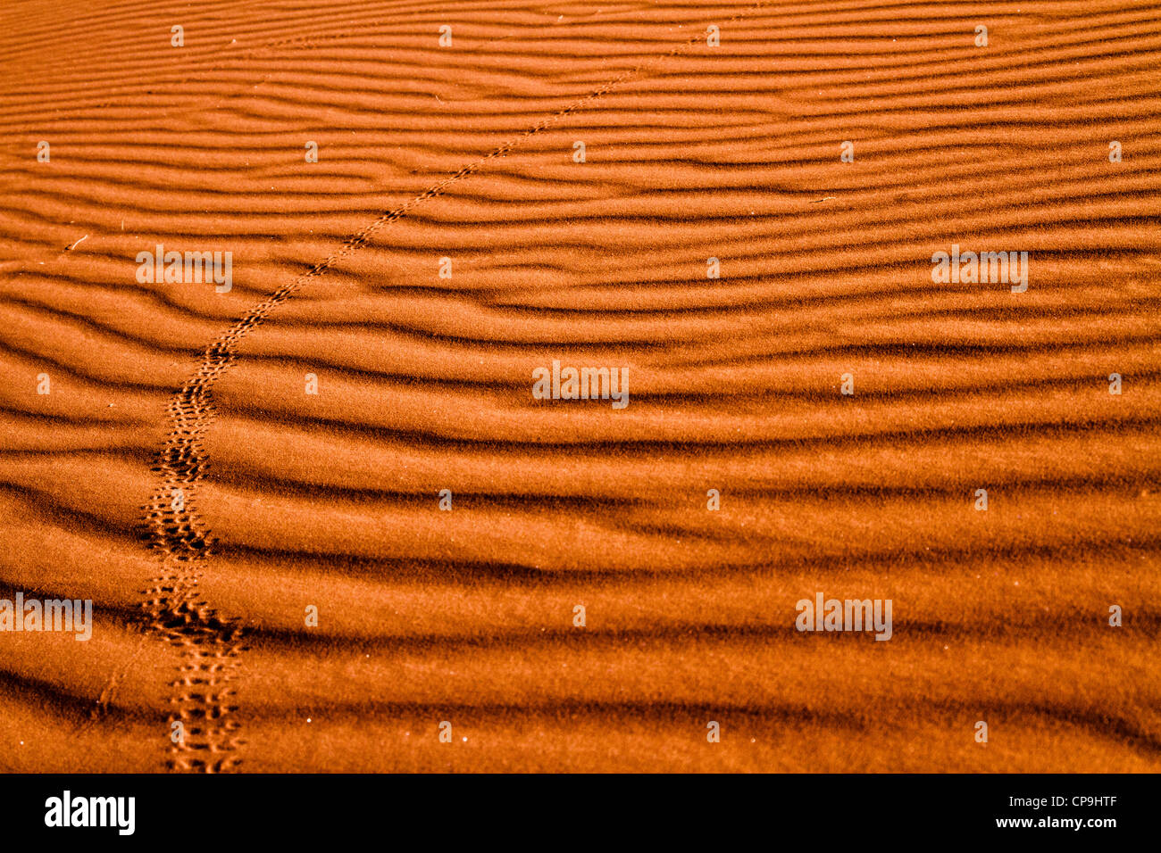 Sand dune patterns insect hi-res stock photography and images - Alamy