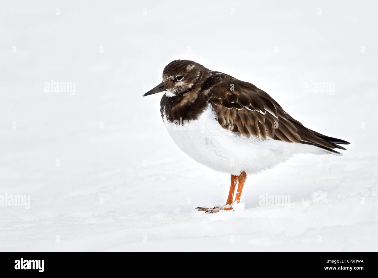 Turnstone - winter plumage Stock Photo - Alamy