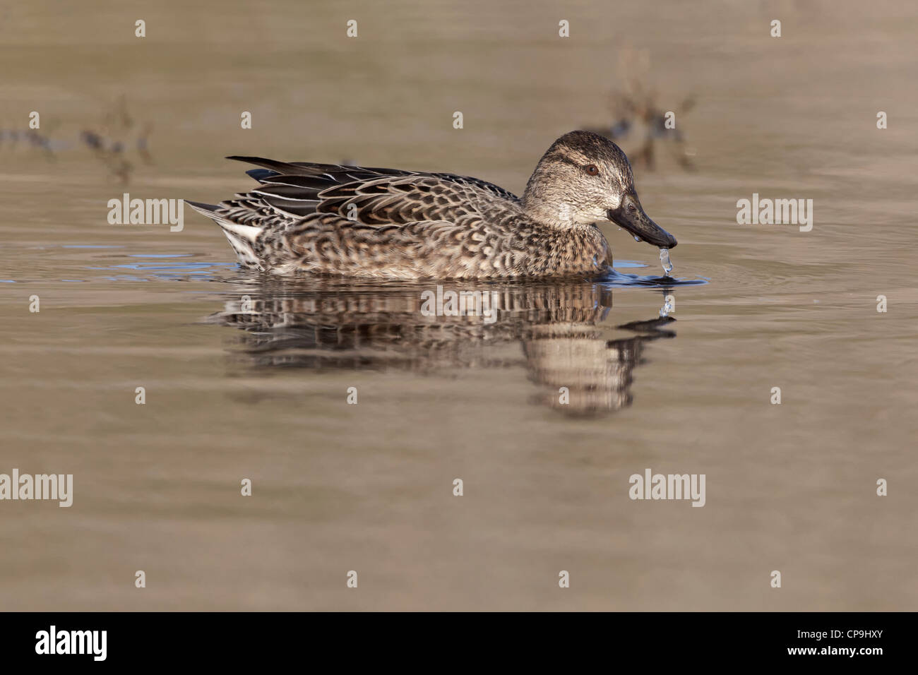 Eurasian teal female hi-res stock photography and images - Alamy