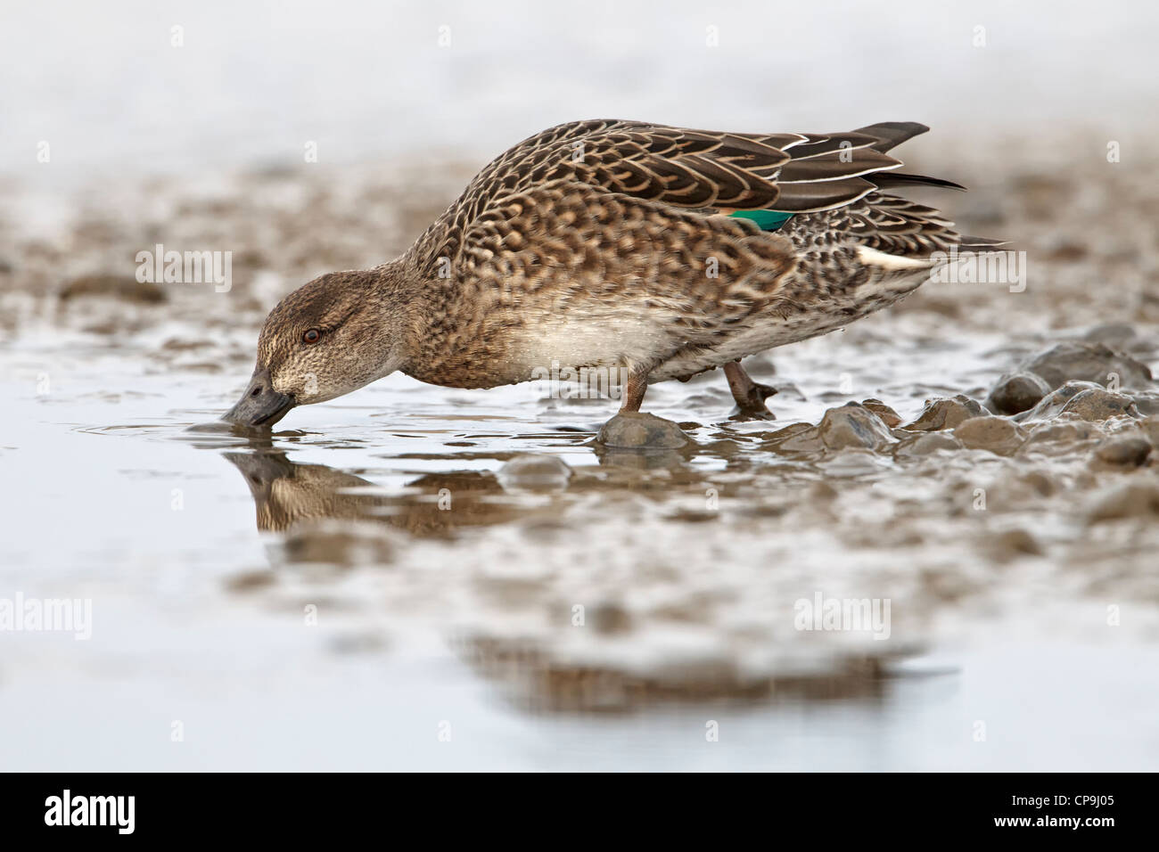 Common Teal - Female Stock Photo - Alamy