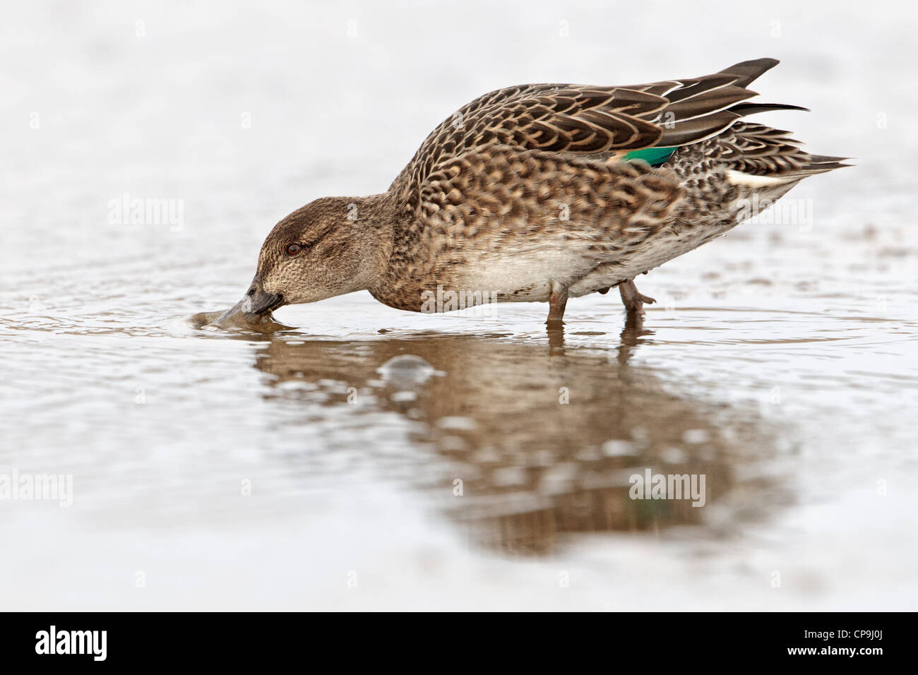 Common Teal - Female Stock Photo - Alamy