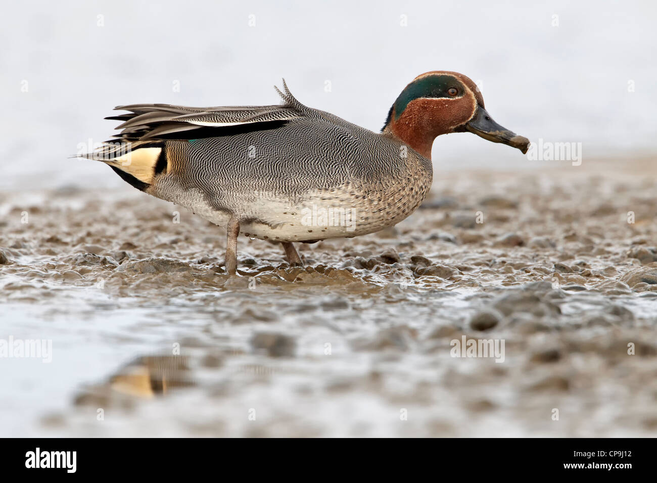 Common Teal - male Stock Photo - Alamy