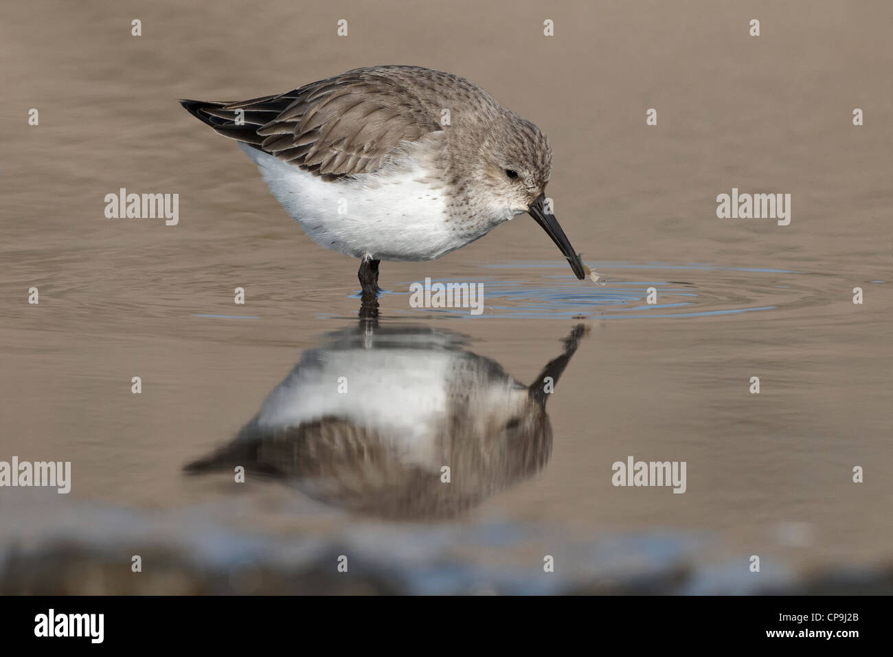 Dunlin feeding in water hi-res stock photography and images - Alamy