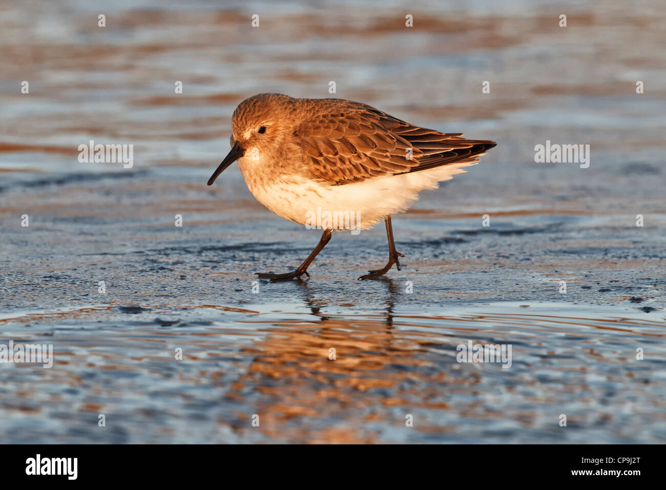 winter plumage Dunlin walking on an icy pool in warm evening light ...