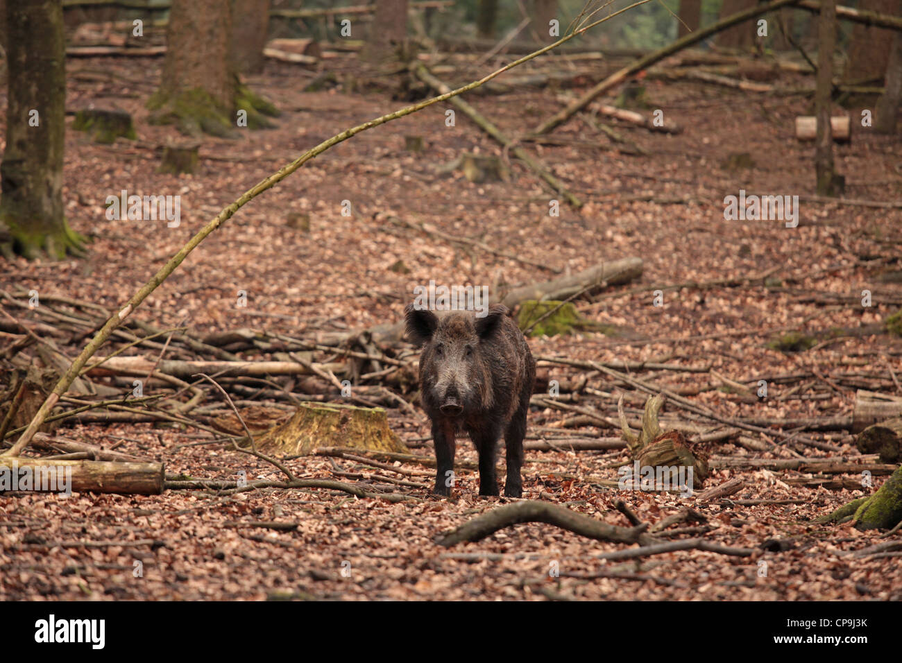 Wild pig in a forest Stock Photo - Alamy