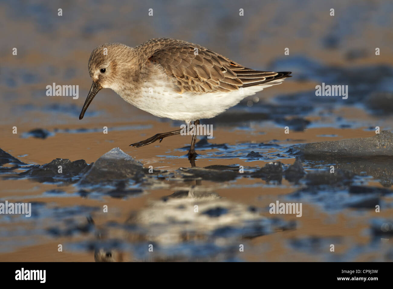 winter plumage Dunlin walking on an icy pool in warm evening light ...
