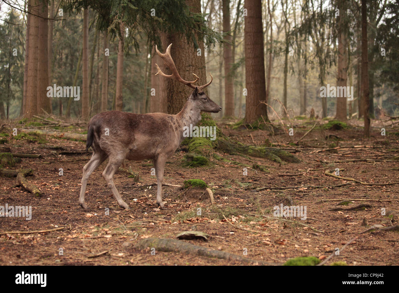 A male deer in a forest Stock Photo - Alamy