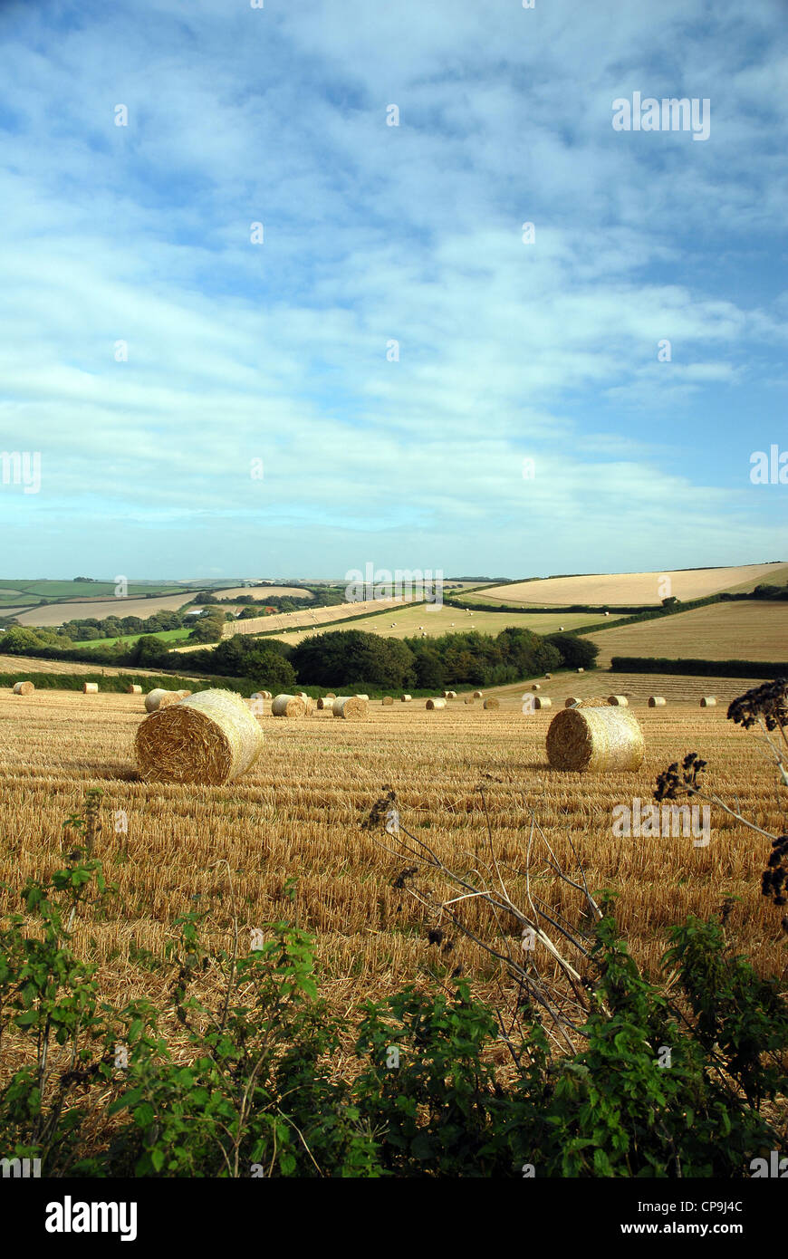 South devon fields hi-res stock photography and images - Alamy