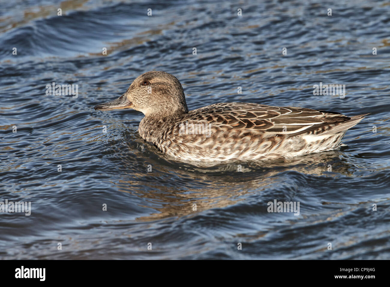 Female Gadwall looking skywards for predators Stock Photo - Alamy