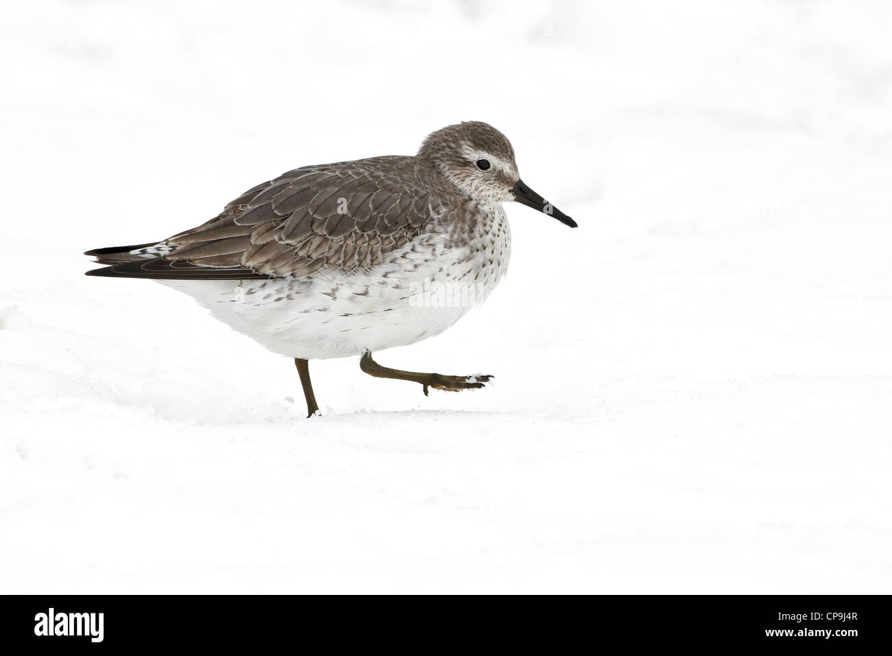 Knot In Winter Plumage High Resolution Stock Photography and Images - Alamy