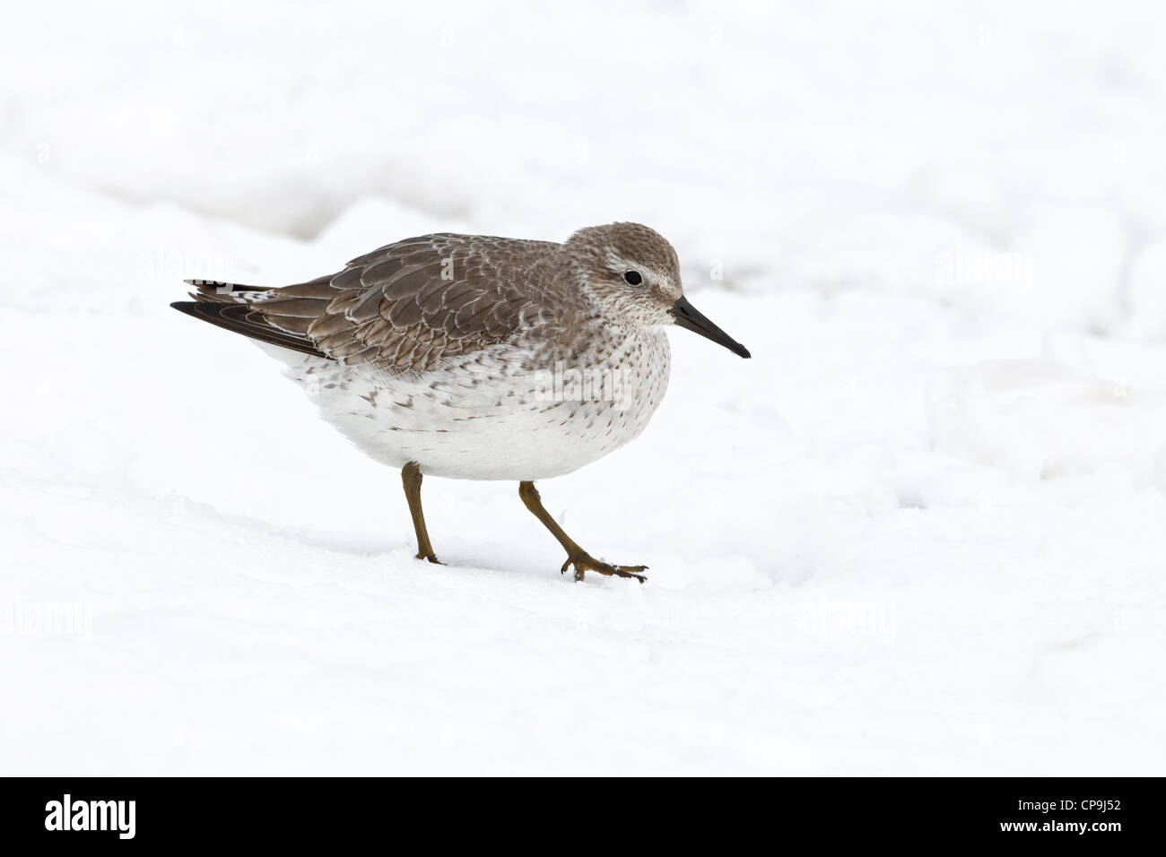 Species red knot Cut Out Stock Images & Pictures - Alamy