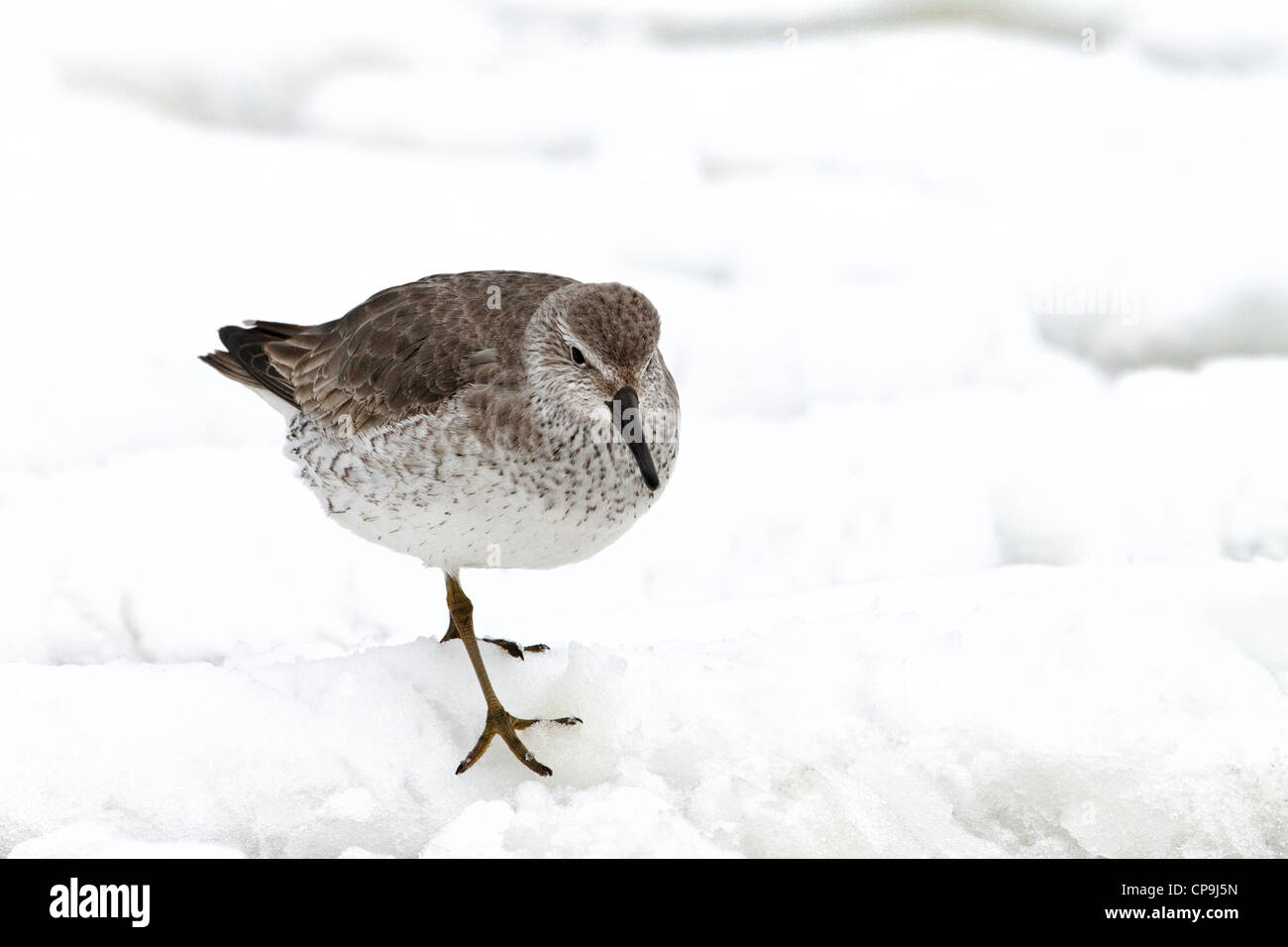 Knot In Winter Plumage High Resolution Stock Photography and Images - Alamy